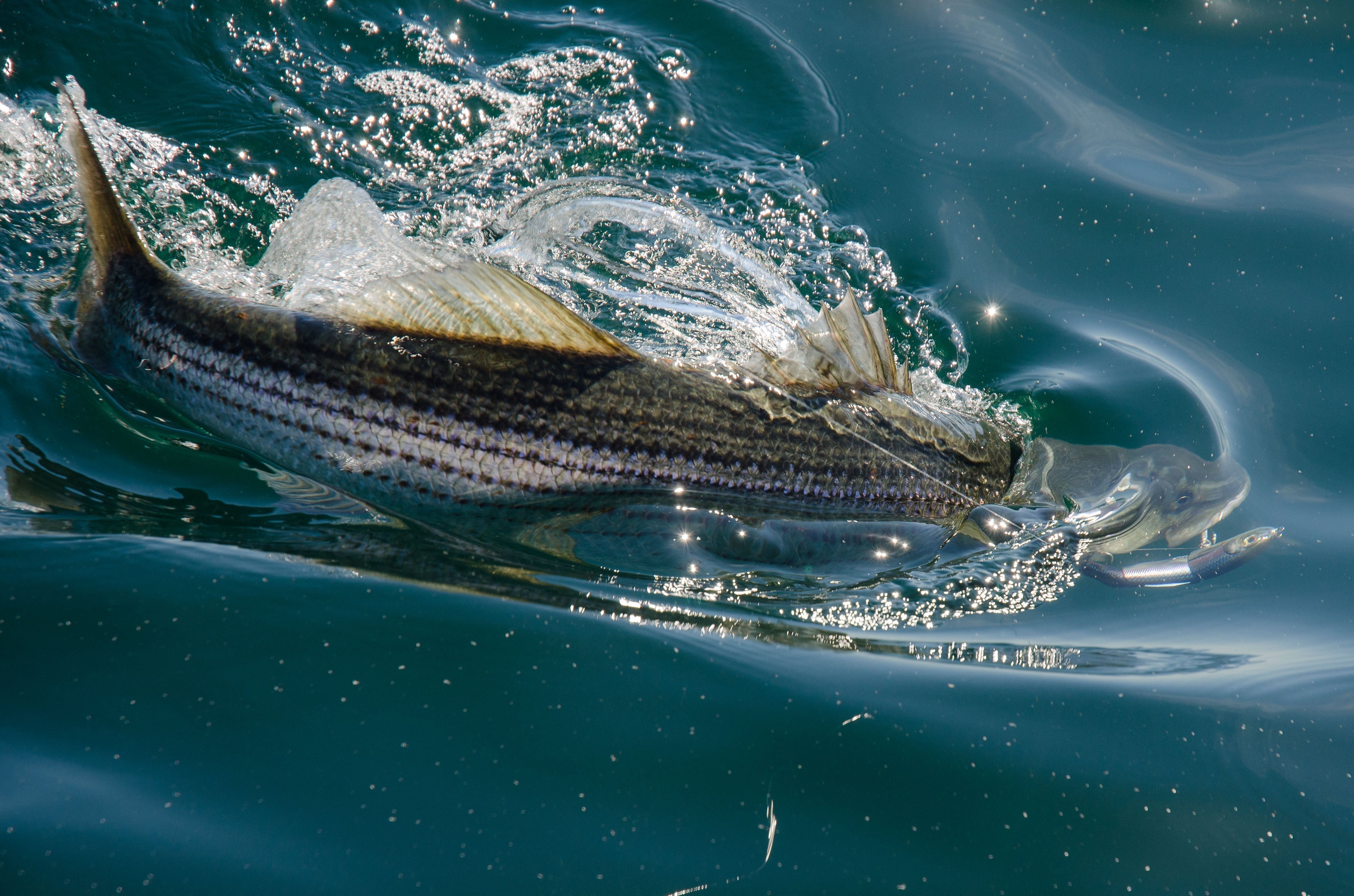 Fishing the San Francisco Bay Area: Species, Techniques, and the Perfe ...